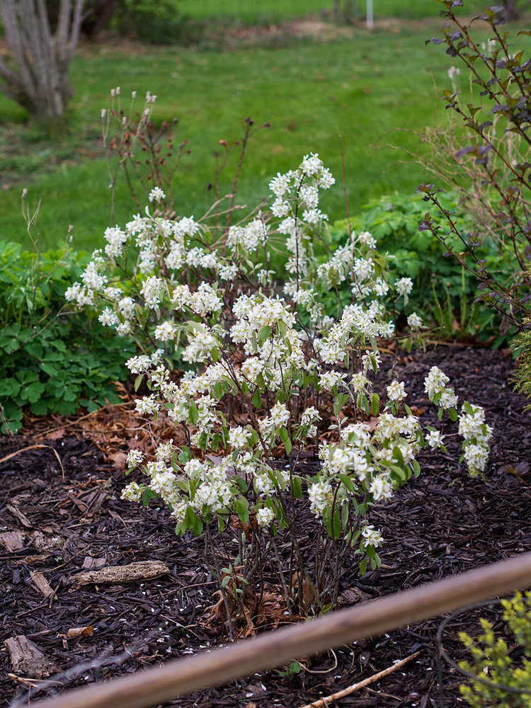 Plant of the Week: Regent Serviceberry