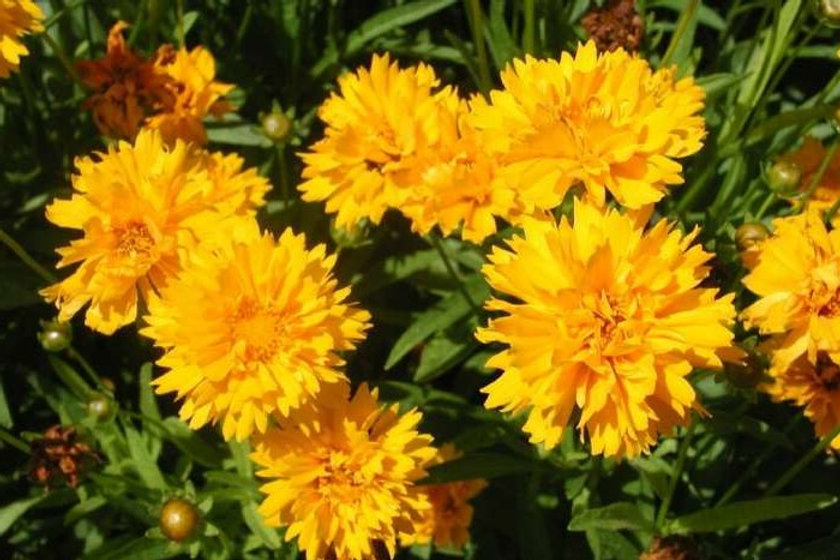 Plant of the Week: Sunray