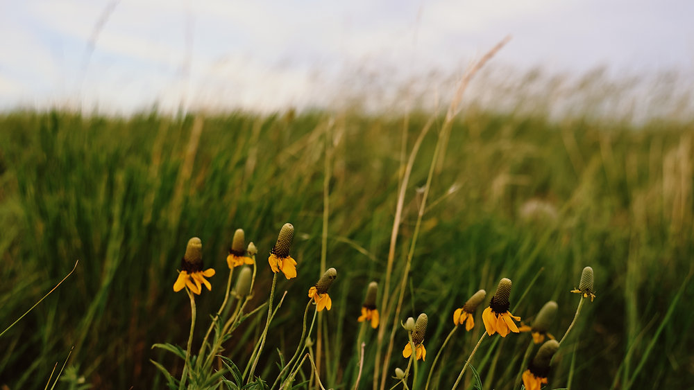 Meet our Staff: Dawn E. LeBeau, Program Officer