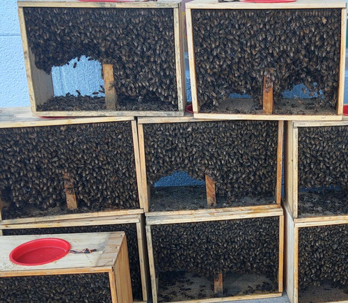 3lb honey bee package | Burley Bees Honey