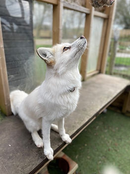 The Bucks Goat Centre Aylesbury