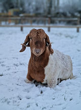 The Bucks Goat Centre Aylesbury