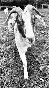 The Bucks Goat Centre Aylesbury