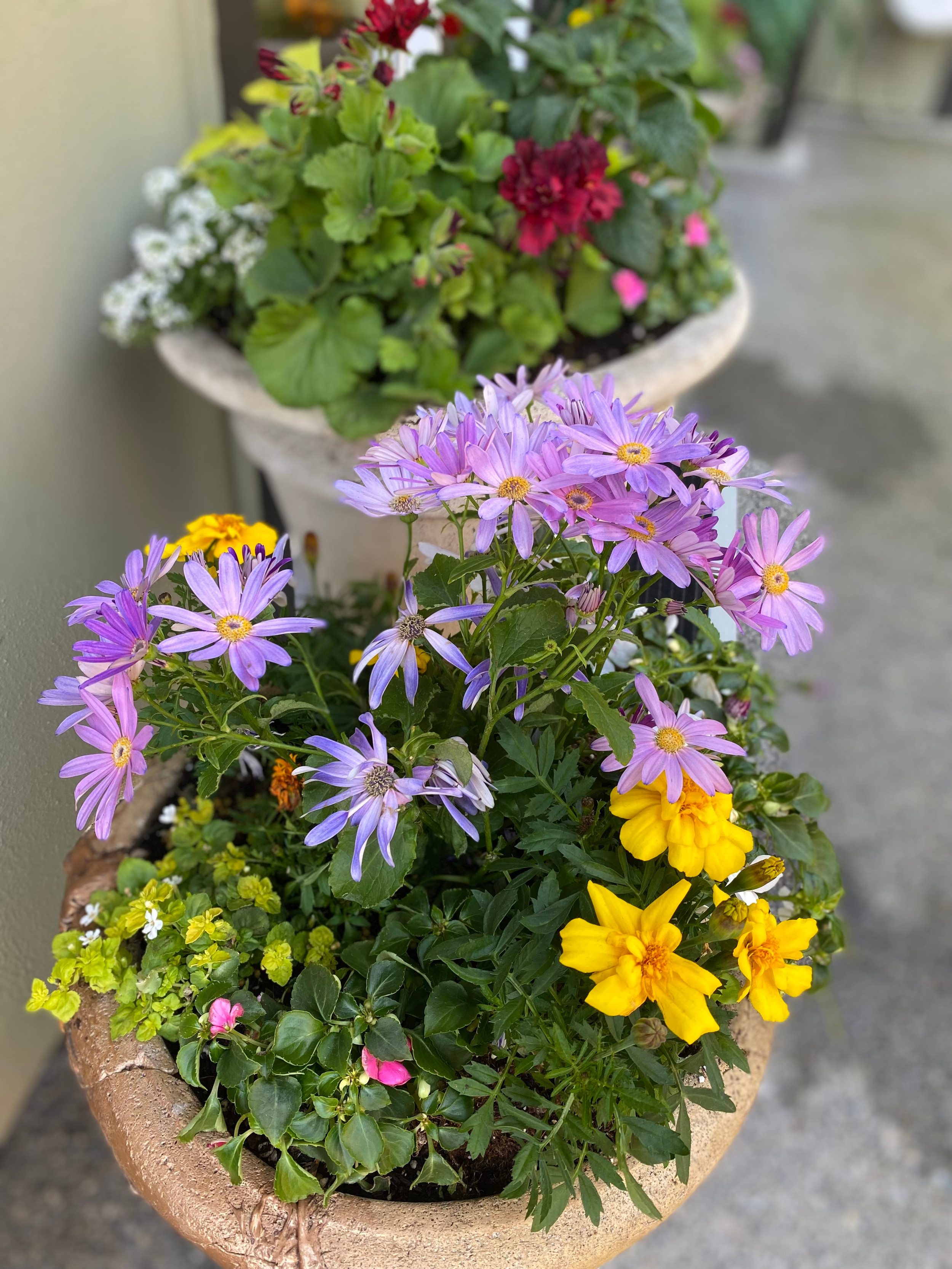 January | Audrey Lambert Color