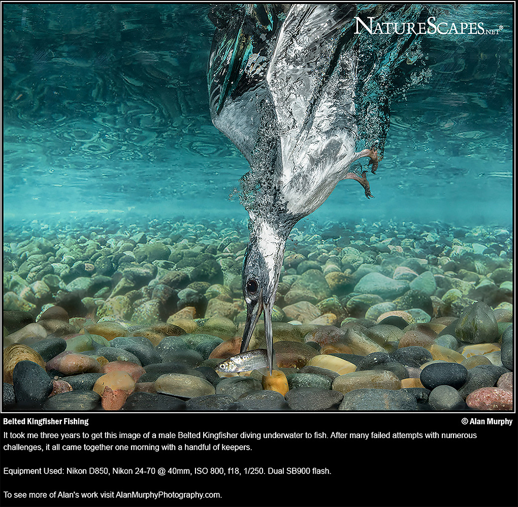 PUBLICATION COVERS | Alan Murphy Photography | Bird Watching