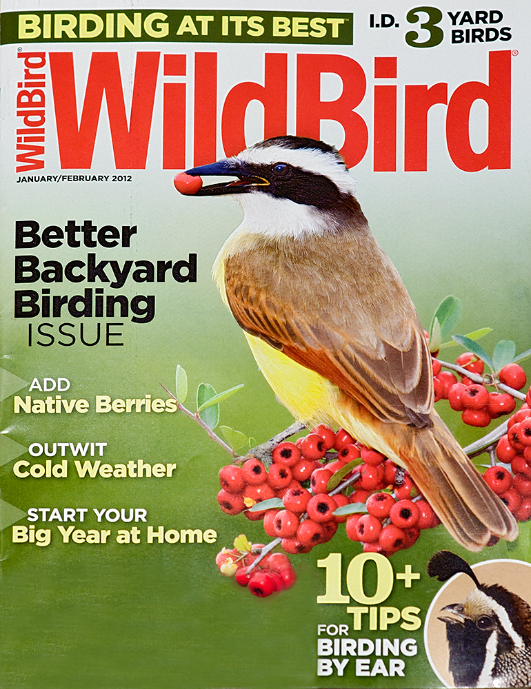 PUBLICATION COVERS | Alan Murphy Photography | Bird Watching