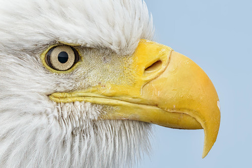 Bald Eagle 123 | Alan Murphy