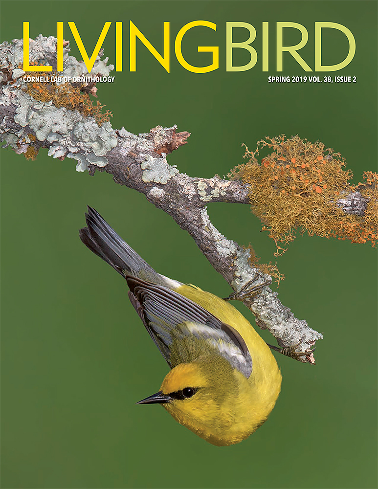 PUBLICATION COVERS | Alan Murphy Photography | Bird Watching