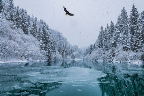 Bald Eagle Frosty Morning | Alan Murphy
