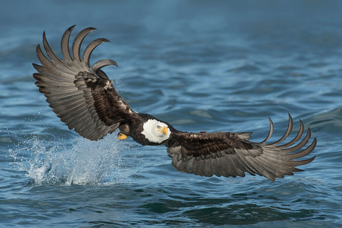 Bald Eagle 211 | Alan Murphy