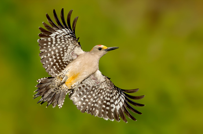 FAVORITE BIRD PHOTOGRAPHS | Alan Murphy Photography | Birder