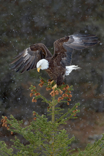 Bald Eagle 263 | Alan Murphy