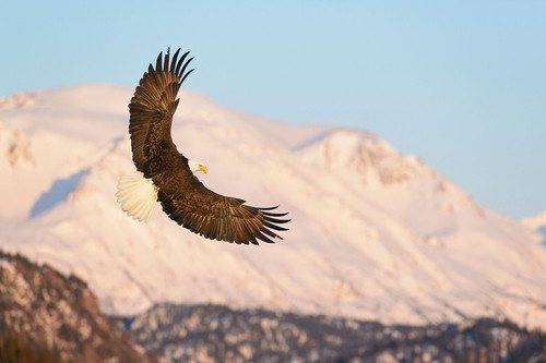 Bald Eagle 87 | Alan Murphy