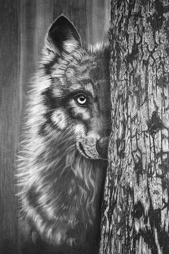 Wolf | Alan Murphy