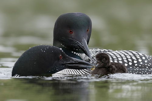 Common Loon 100 | Alan Murphy