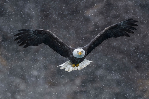 Bald Eagle 133 | Alan Murphy
