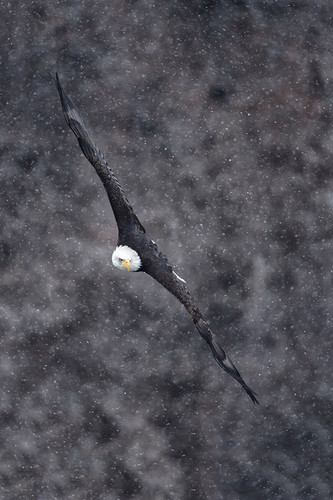 Bald Eagle 206 | Alan Murphy