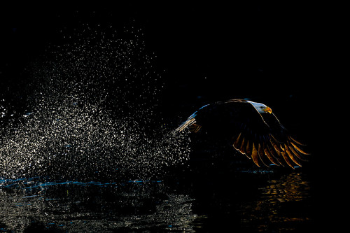 Bald Eagle 472 | Alan Murphy