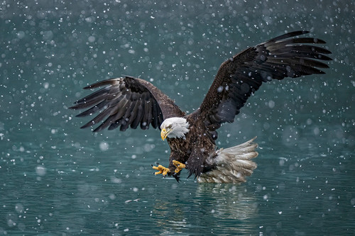 Bald Eagle 474 | Alan Murphy