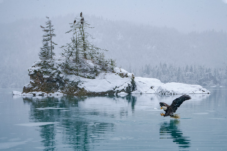 FAVORITE BIRD PHOTOGRAPHS | Alan Murphy Photography | Birder