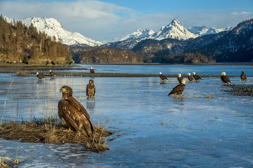 Bald Eagle Alaska Gang 1 | Alan Murphy