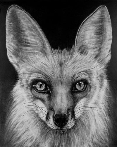 Fox | Alan Murphy
