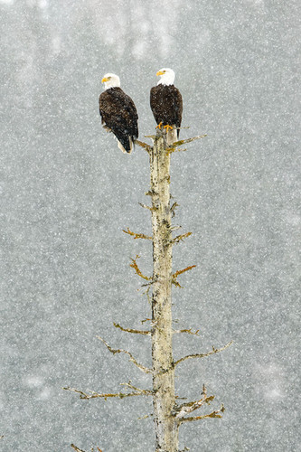 Bald Eagle 150 | Alan Murphy