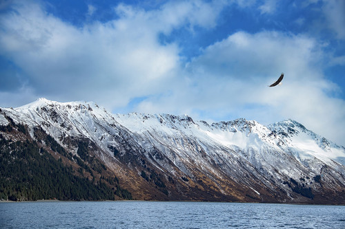 Bald Eagle 285 | Alan Murphy