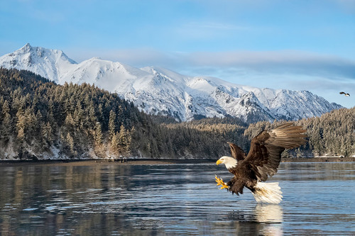 Bald Eagle 386 | Alan Murphy