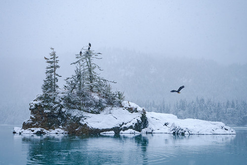 Bald Eagle 427 | Alan Murphy