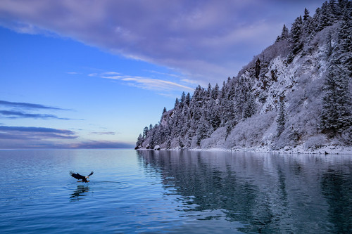 Bald Eagle Morning Hunt | Alan Murphy