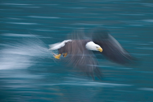 Bald Eagle 461 | Alan Murphy