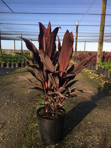 CORDYLINE AUNTIE LOU | Action Sod