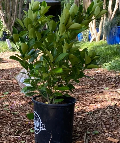 CALAMONDIN | Action Sod