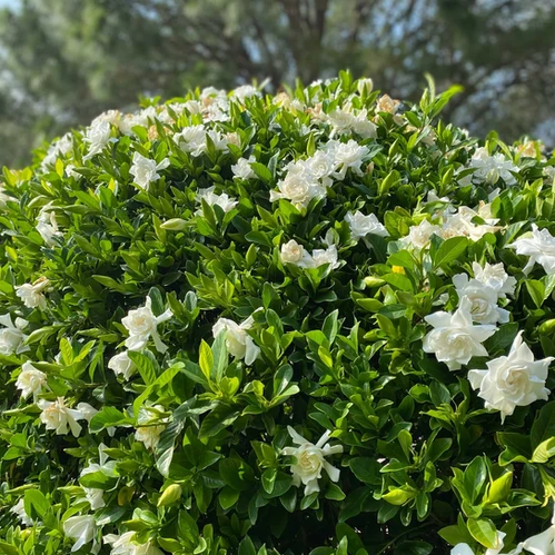 GARDENIA | Action Sod