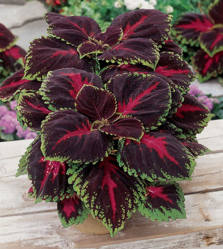 COLEUS | Action Sod