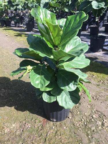 FICUS LYRATA | Action Sod