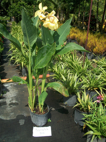 CANNA LILY | Action Sod