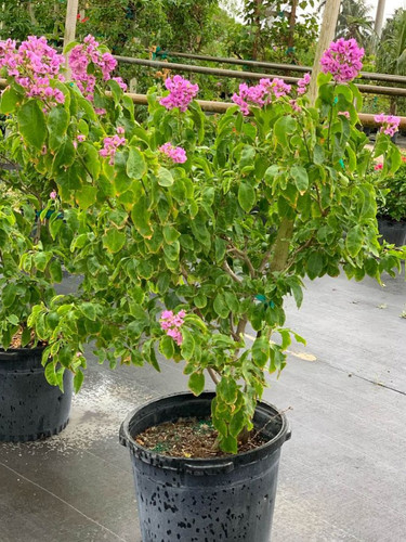 BOUGAINVILLEA BRAID | Action Sod