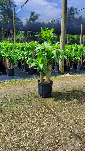 CORN PLANT | Action Sod