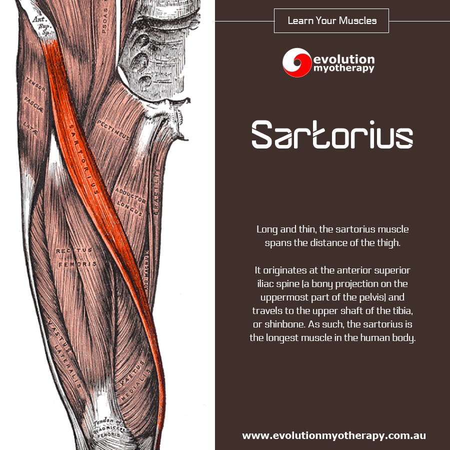 Learn Your Muscles: Sartorius
