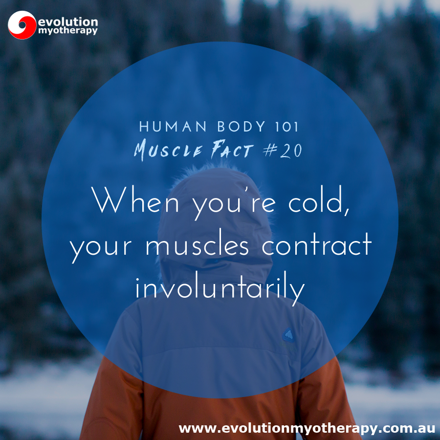 Human Body 101: Muscle Facts #20