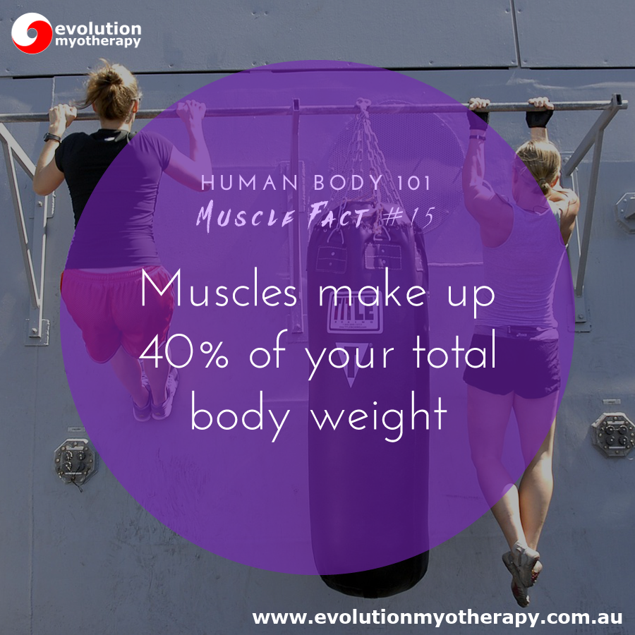 Human Body 101: Muscle Facts #15