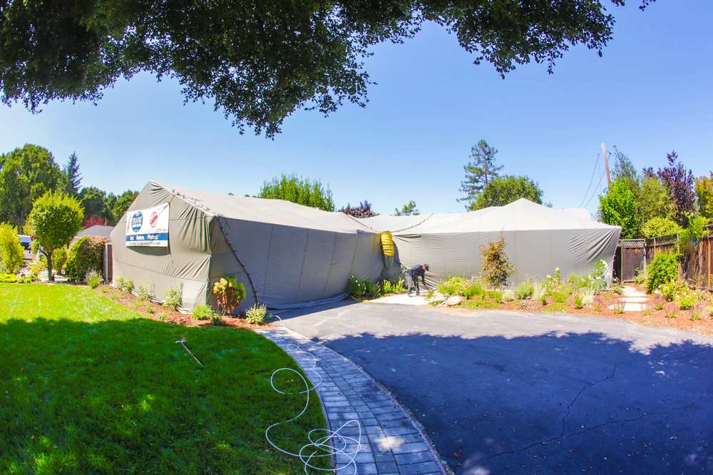 TO FUMIGATE OR NOT TO FUMIGATE?