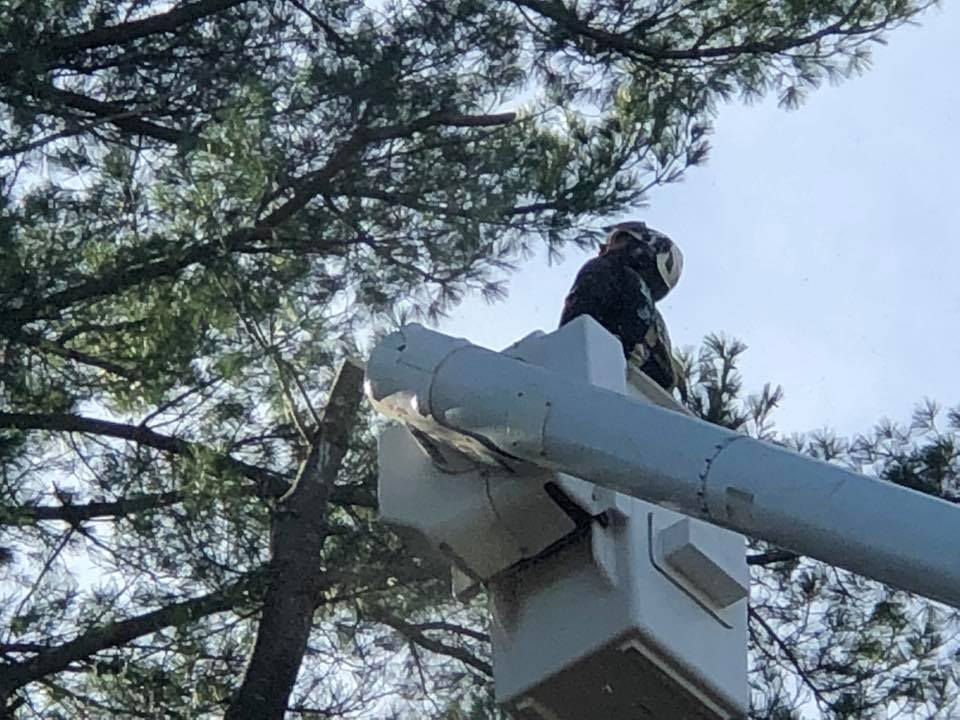 Services | DF Tree LLC