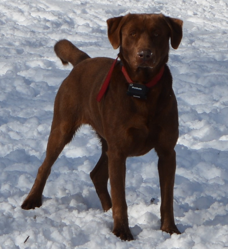 Chocolate Labrador Hunting Dogs | Wynoochee Labradors | United States