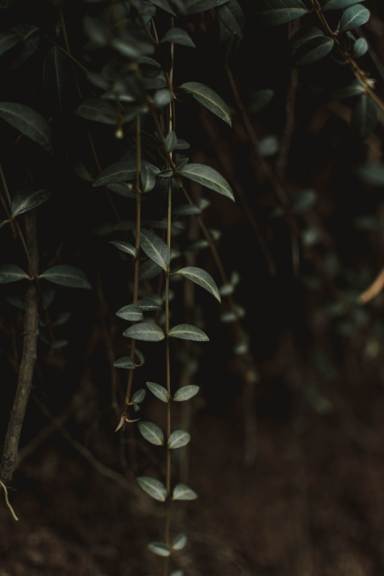 Reece Lostitch - Design Portfolio