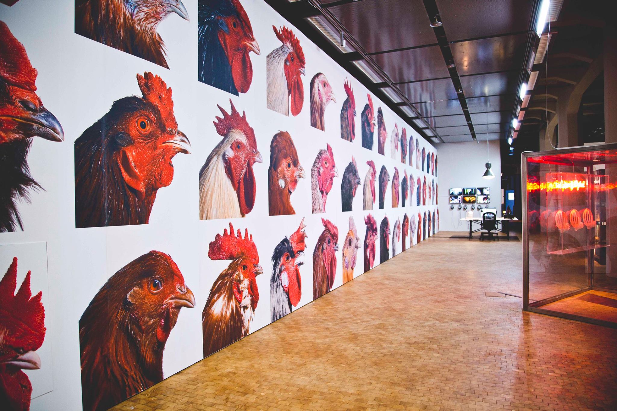 Cosmopolitan Chicken Project added to the ZKM collection | koenvanmechelen