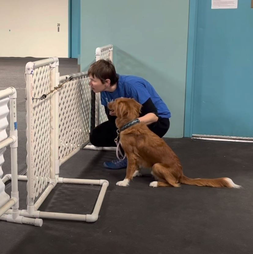 Trial Prep Classes | Tandem Dog Sports