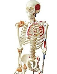 Model, Skeleton With Muscles and Joint Ligaments | Orme
